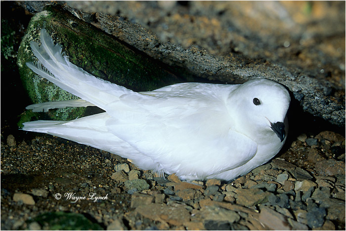 Dr. Wayne Lynch Canada's Wildlife Specialist